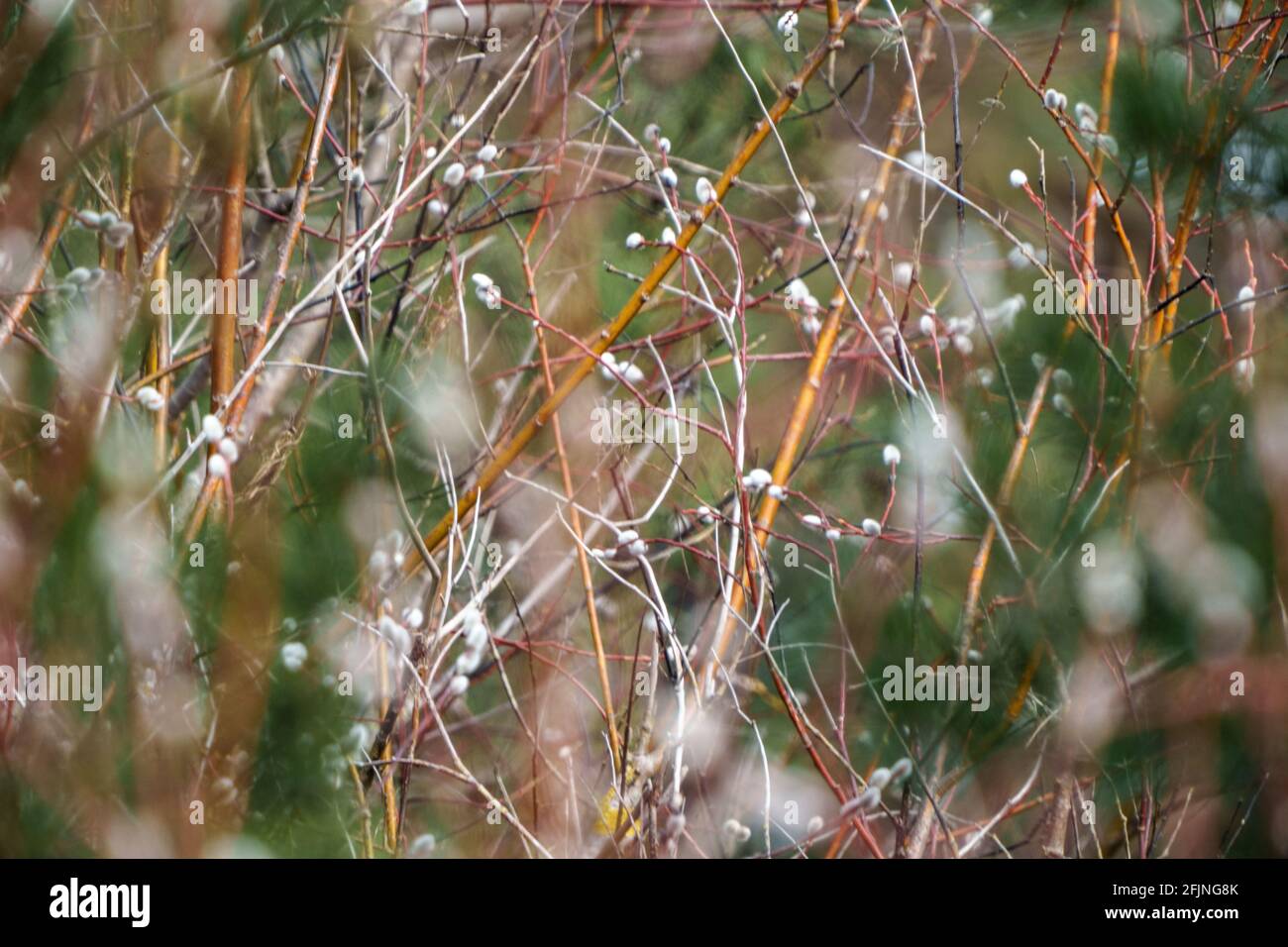 small tree branches in spring on neutral blur background. abstract with ...