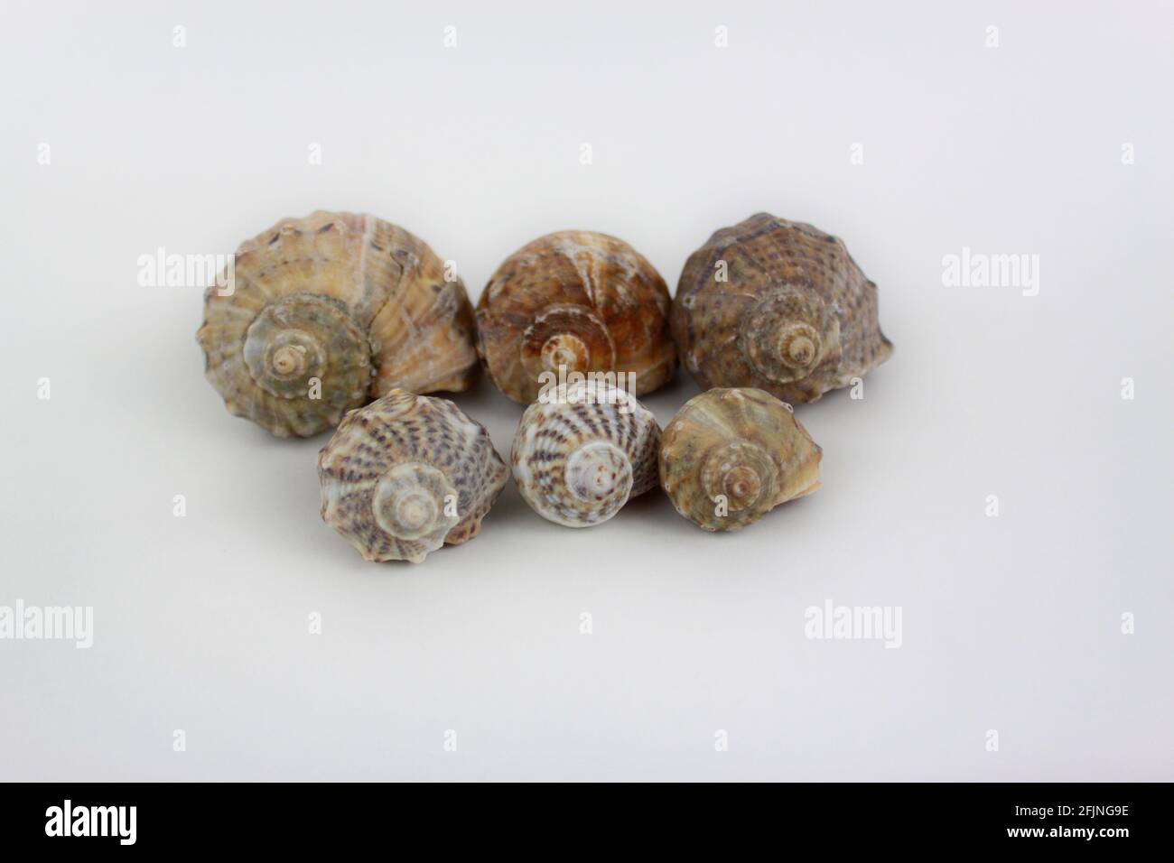 Six shells arranged isolated on white background Stock Photo - Alamy