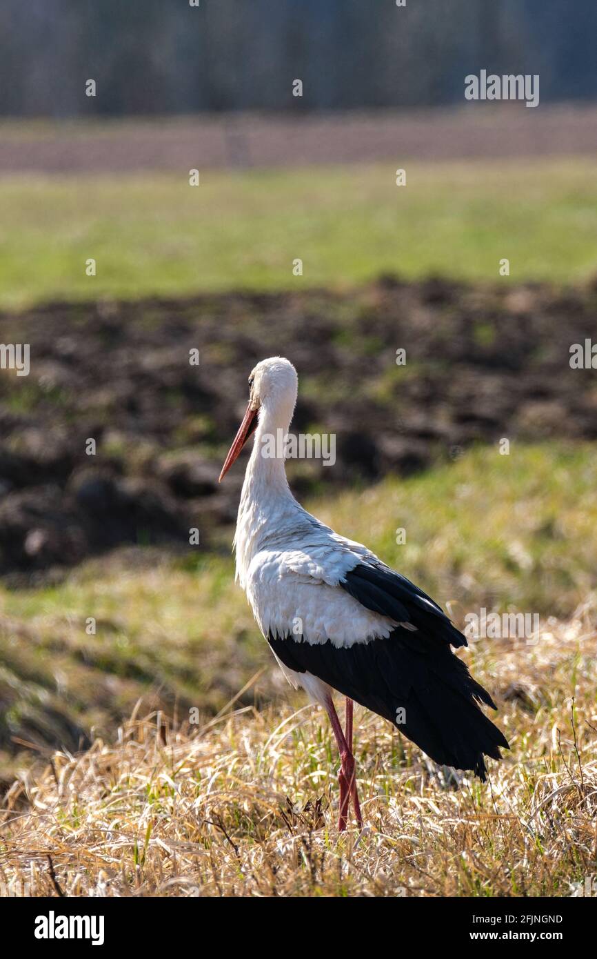 white stork feeding in the field and gathering branches for nest Stock ...