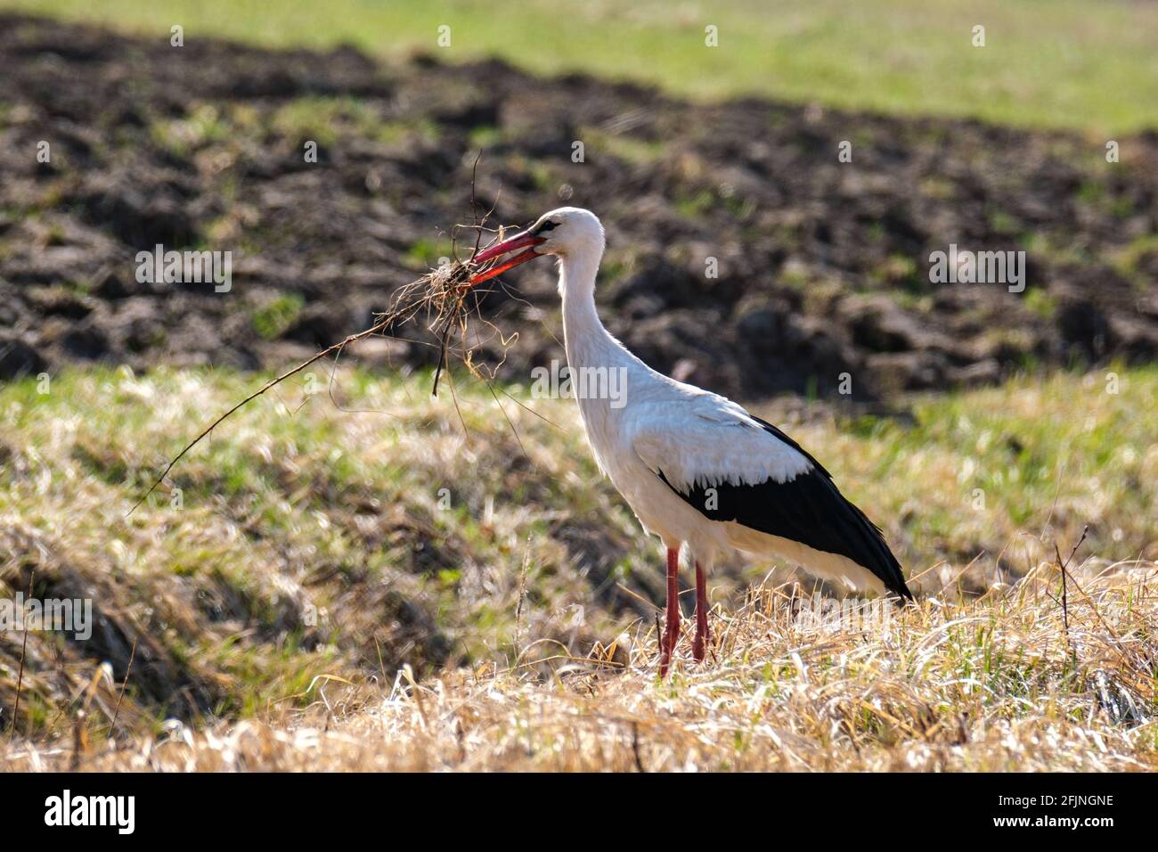 white stork feeding in the field and gathering branches for nest Stock ...