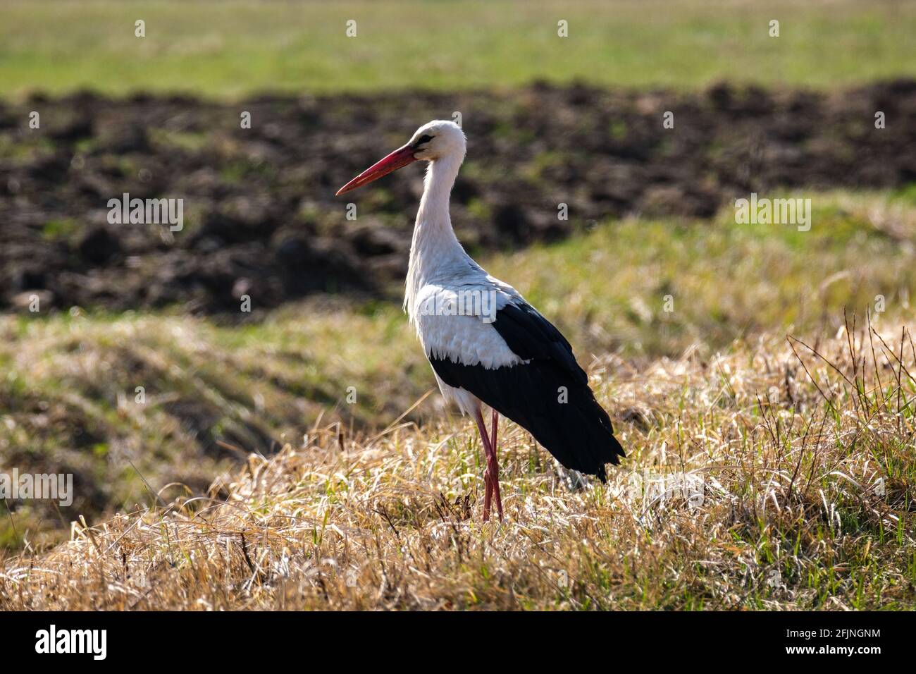 white stork feeding in the field and gathering branches for nest Stock ...