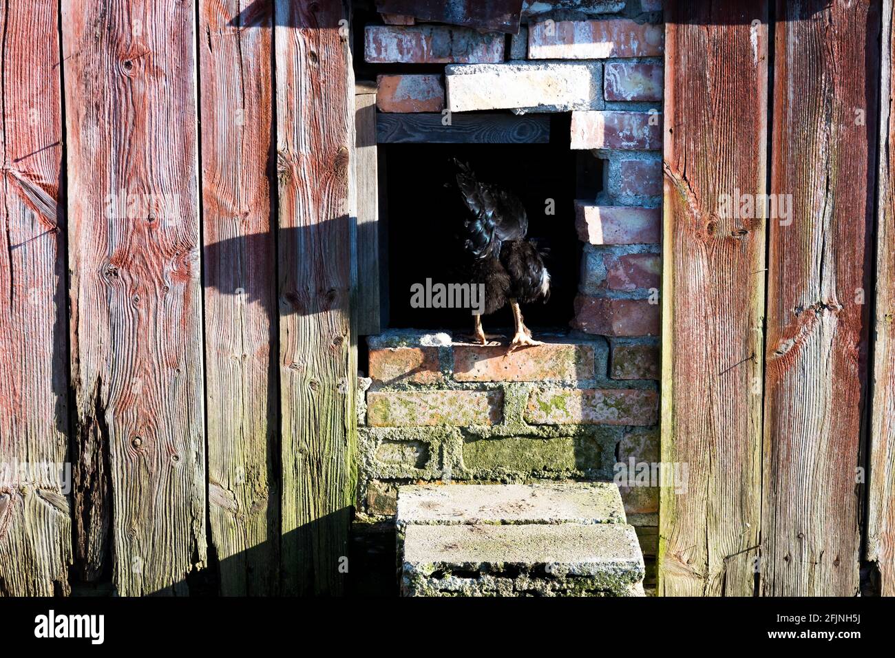 Black chicken going in bye for today Stock Photo - Alamy