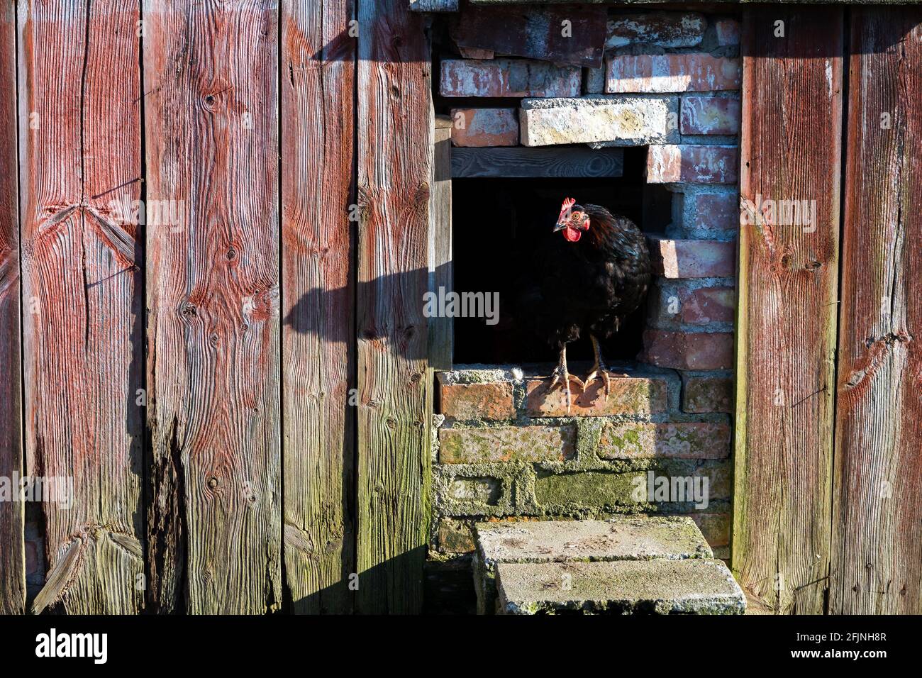 Black chicken going out hello good morning Stock Photo - Alamy