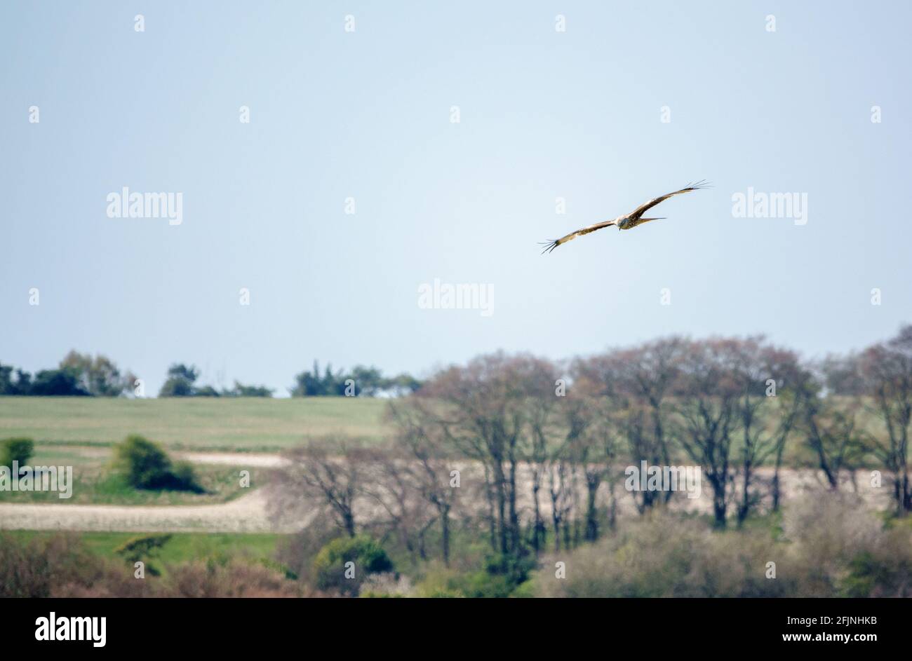 red kite soaring with outstretched wings in a beautiful blue spring sky ...