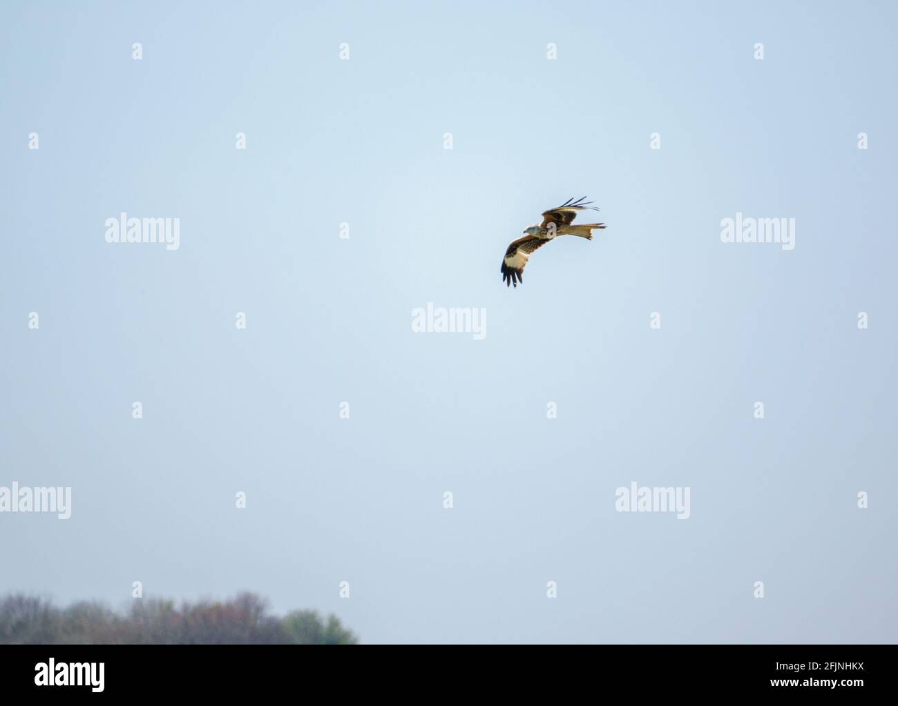 red kite soaring with outstretched wings in a beautiful blue spring sky ...