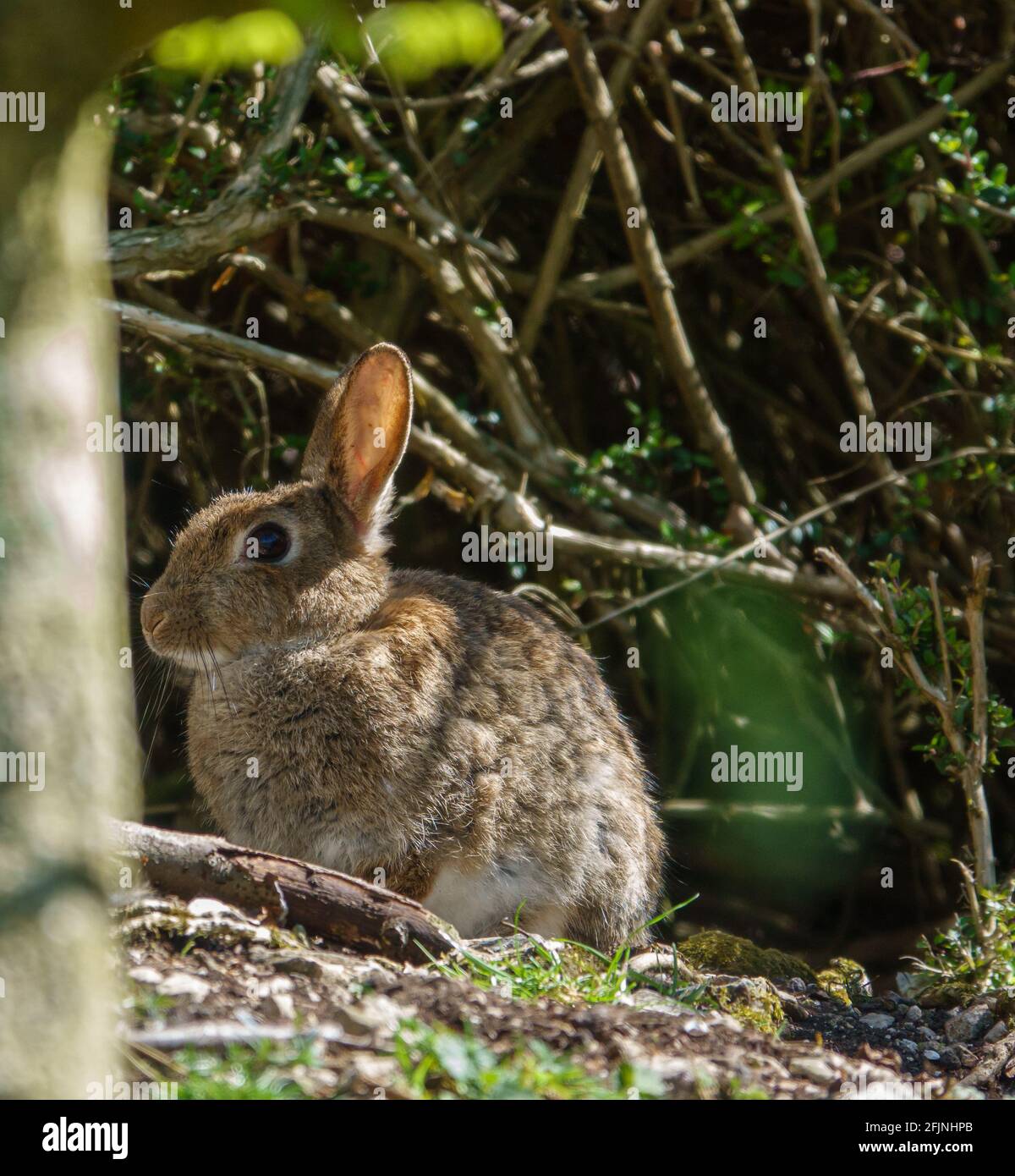 macro close up of a wild young rabbit (Oryctolagus cuniculus) with ...