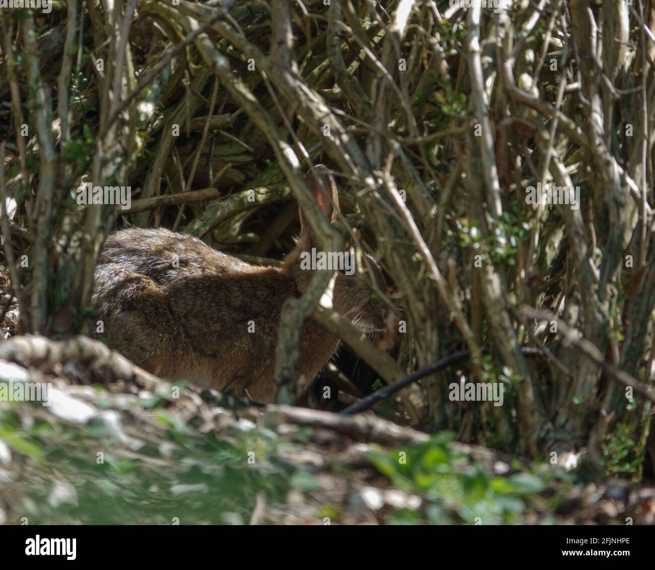 macro close up of a wild young rabbit with brown fur glistening in the ...