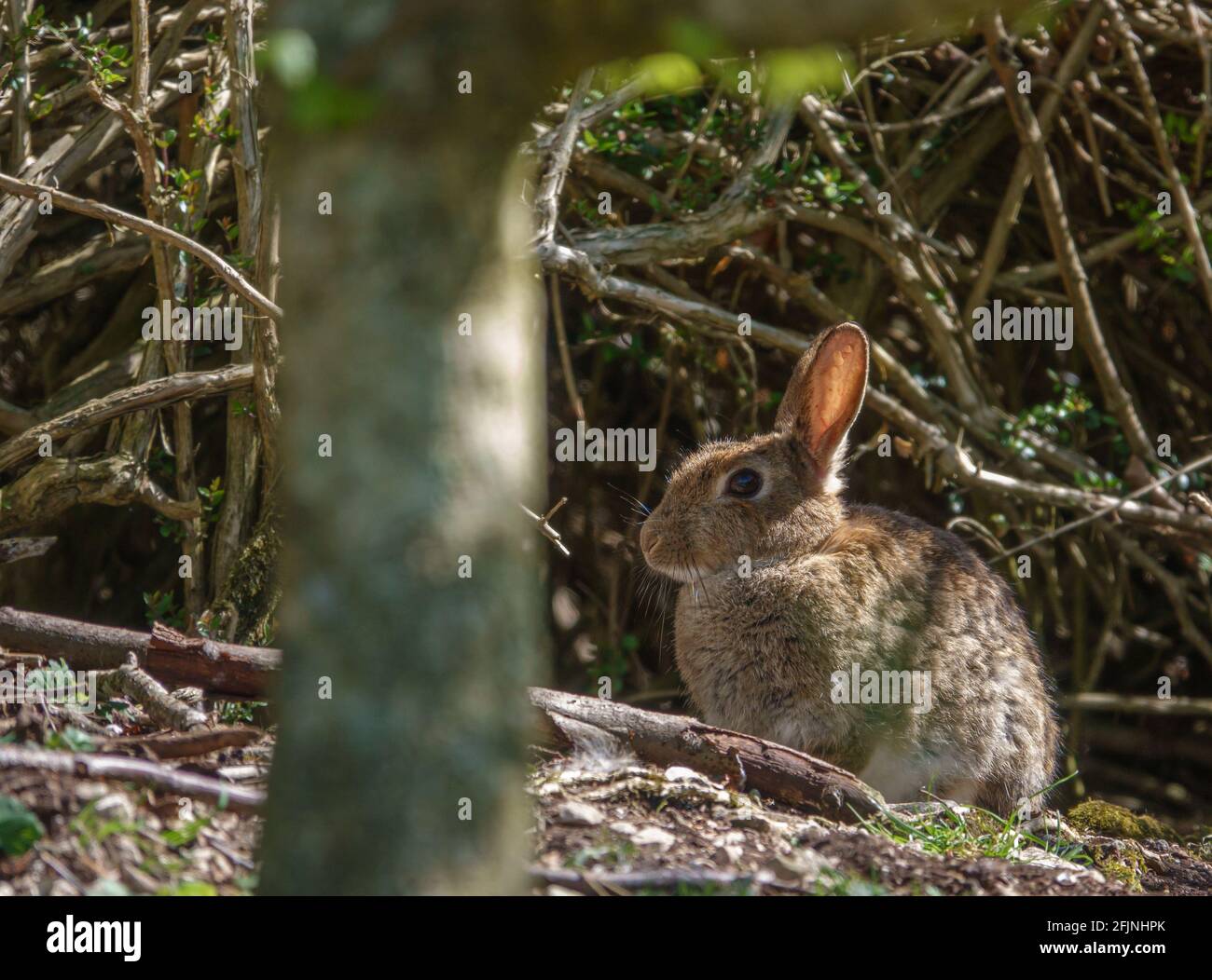 macro close up of a wild young rabbit (Oryctolagus cuniculus) with ...