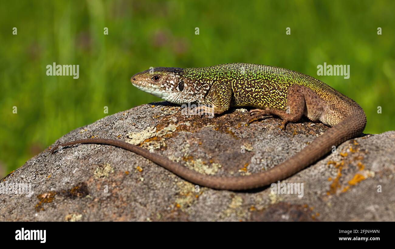 European green lizard male sunbathing on stone in summer Stock Photo ...