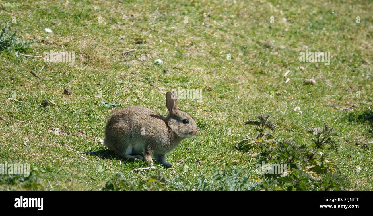 Hare coursing sign hi-res stock photography and images - Alamy