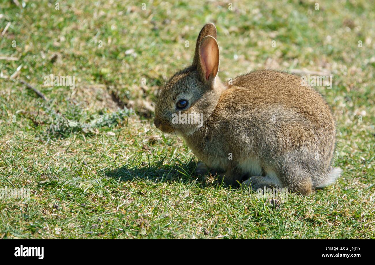 macro close up of a wild young rabbit (Oryctolagus cuniculus) with ...