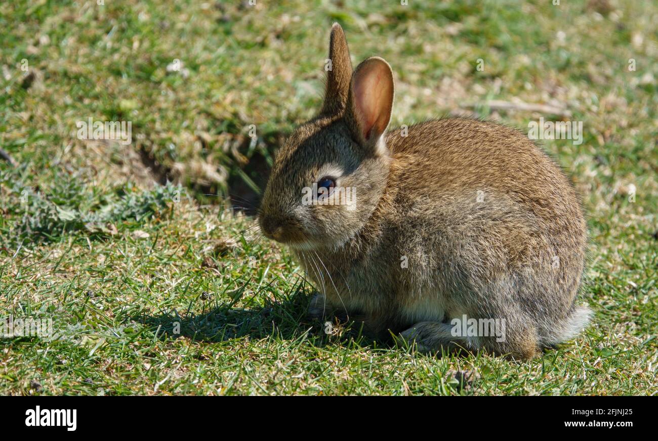 macro close up of a wild young rabbit (Oryctolagus cuniculus) with ...