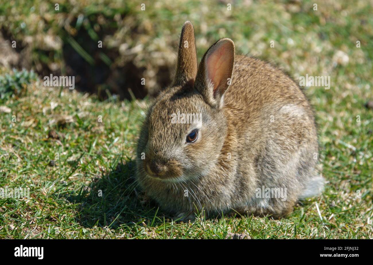 macro close up of a wild young rabbit with brown fur glistening in the ...