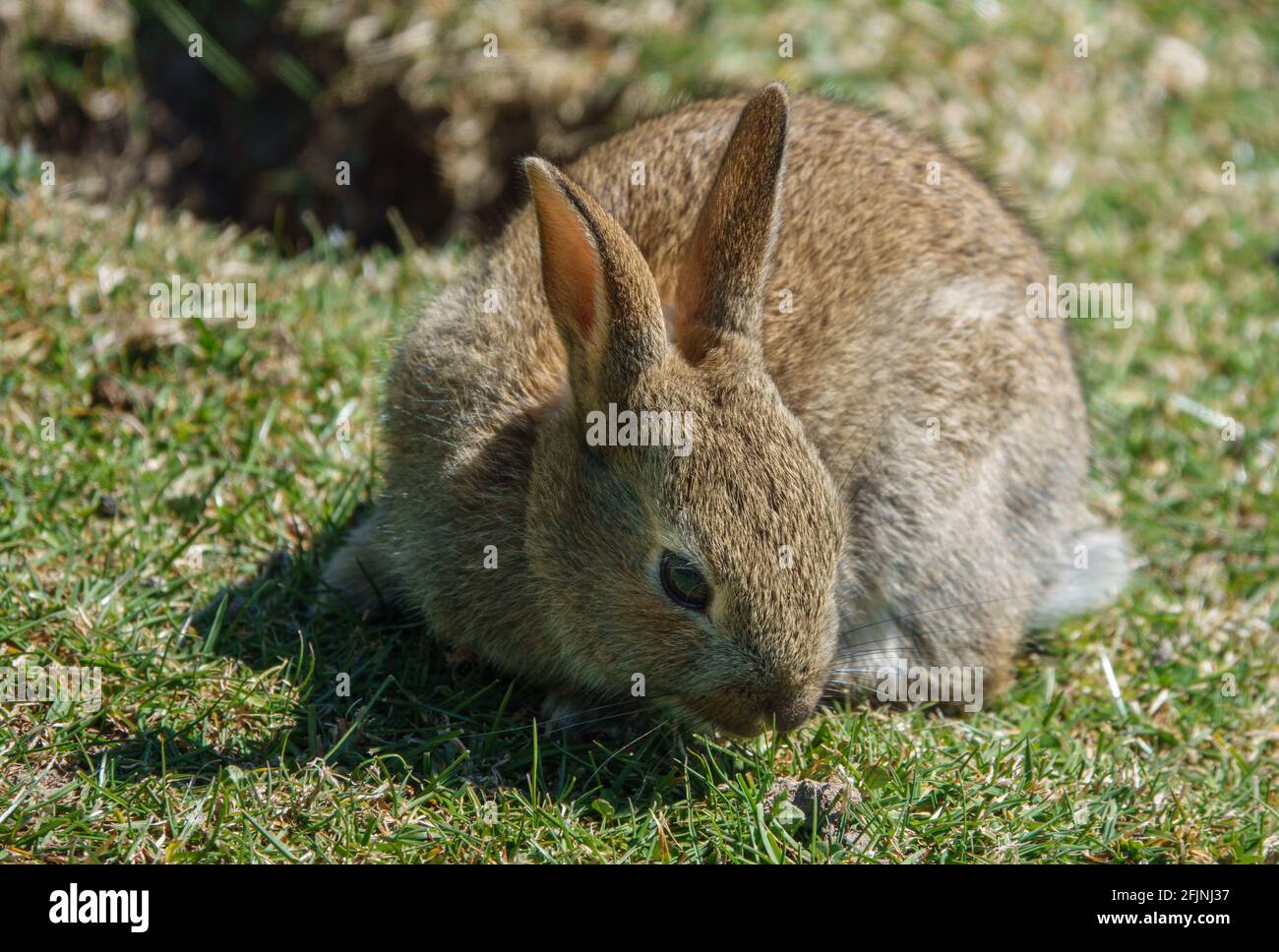 A wild hare bugs bunny hi-res stock photography and images - Alamy