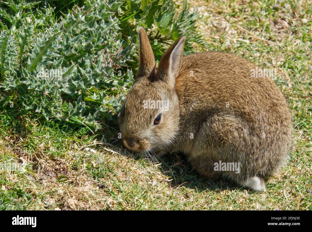 macro close up of a wild young rabbit (Oryctolagus cuniculus) with ...