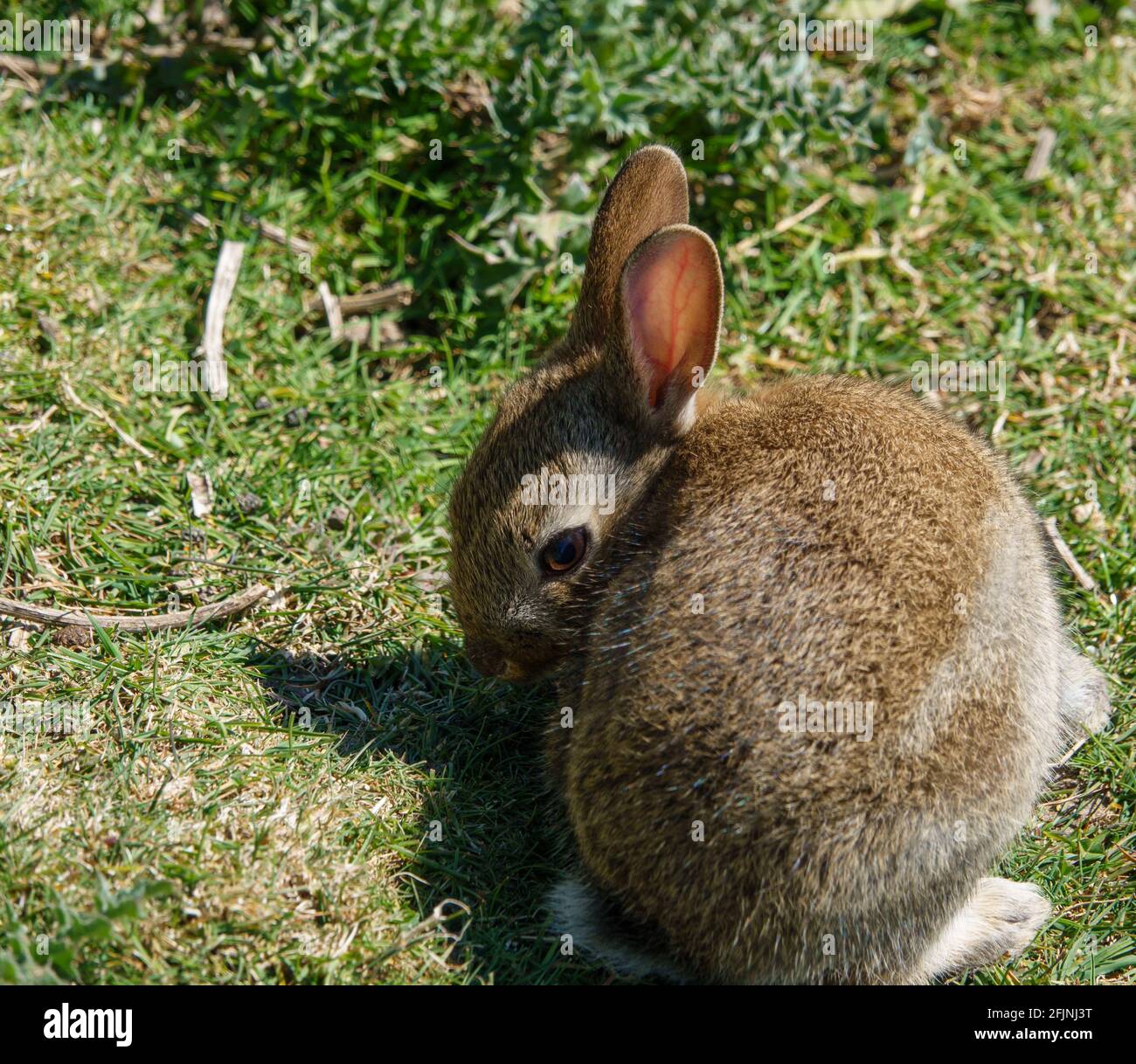macro close up of a wild young rabbit (Oryctolagus cuniculus) with ...