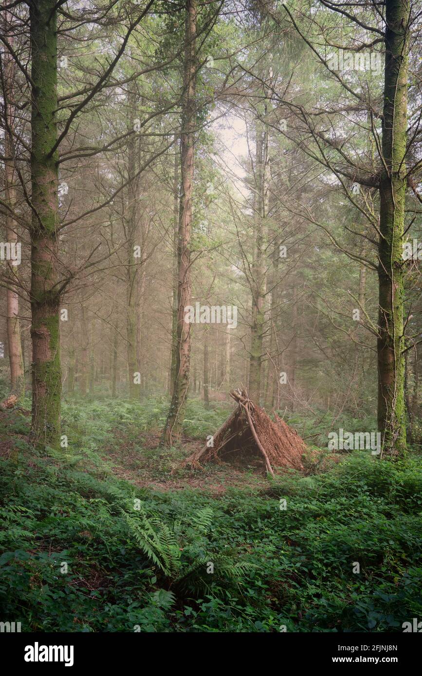 Misty woodland Cornwall England uk Stock Photo - Alamy