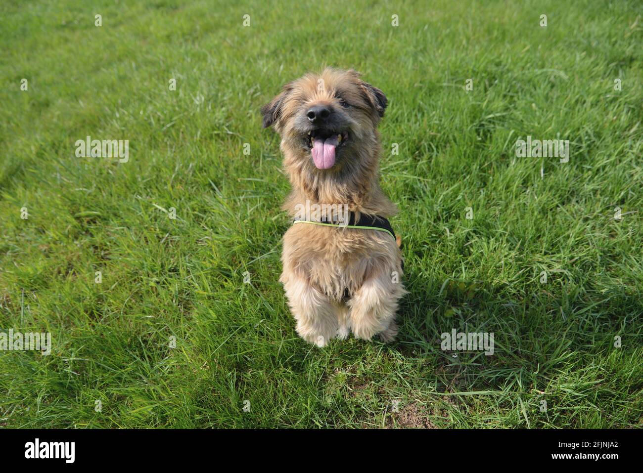 Dog in spring Stock Photo - Alamy