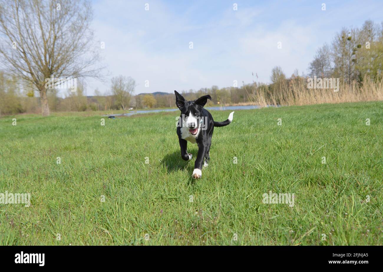 Dog in spring Stock Photo - Alamy