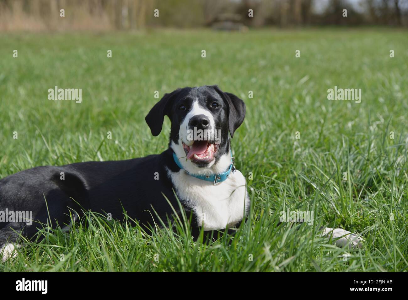 Dog in spring Stock Photo - Alamy