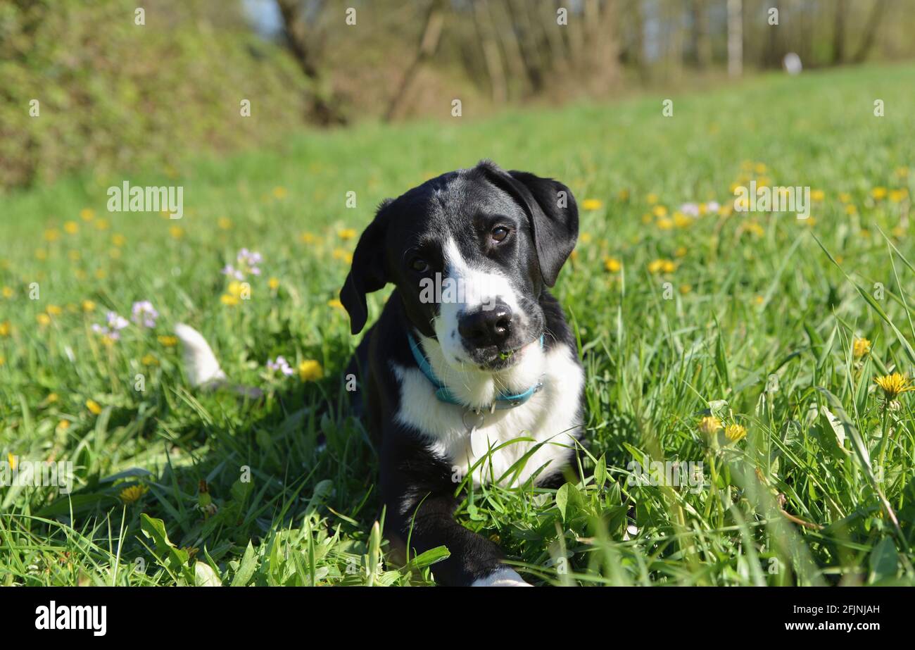 Dog in spring Stock Photo - Alamy