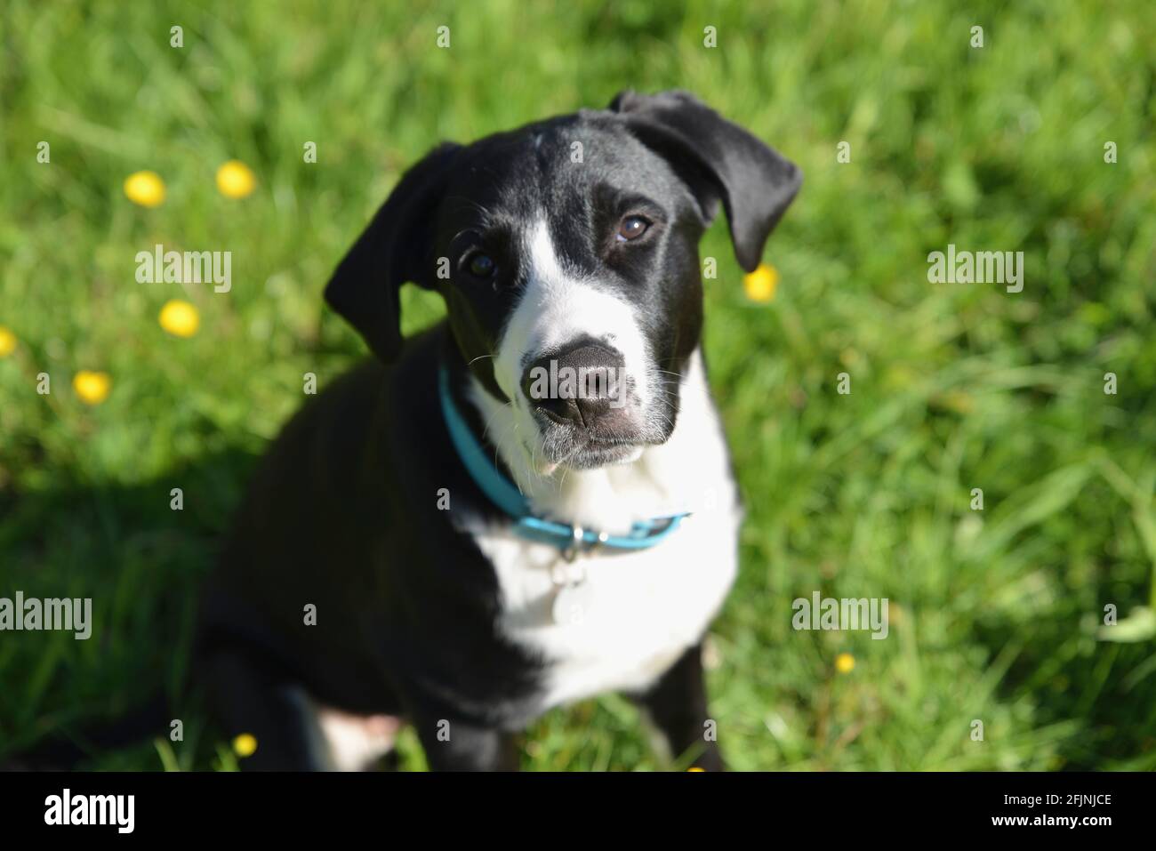 Dog in spring Stock Photo - Alamy