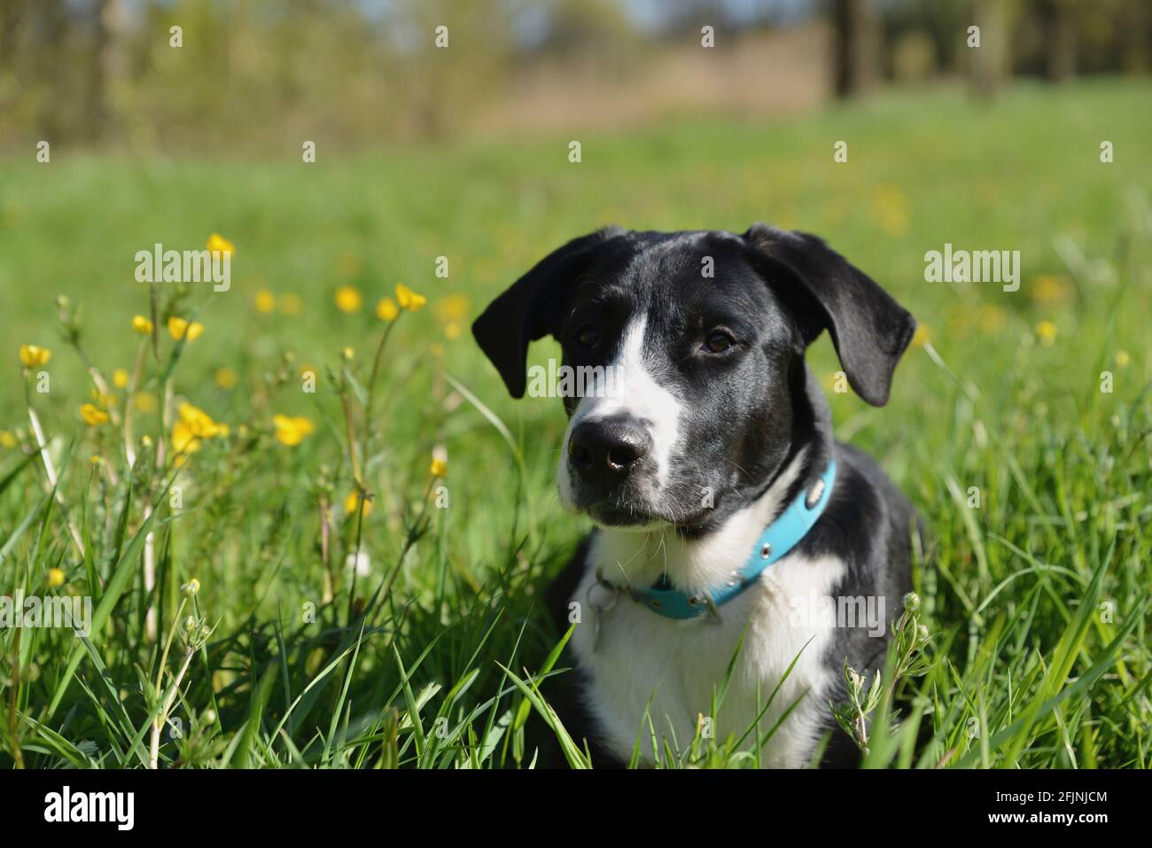 Dog in spring Stock Photo - Alamy
