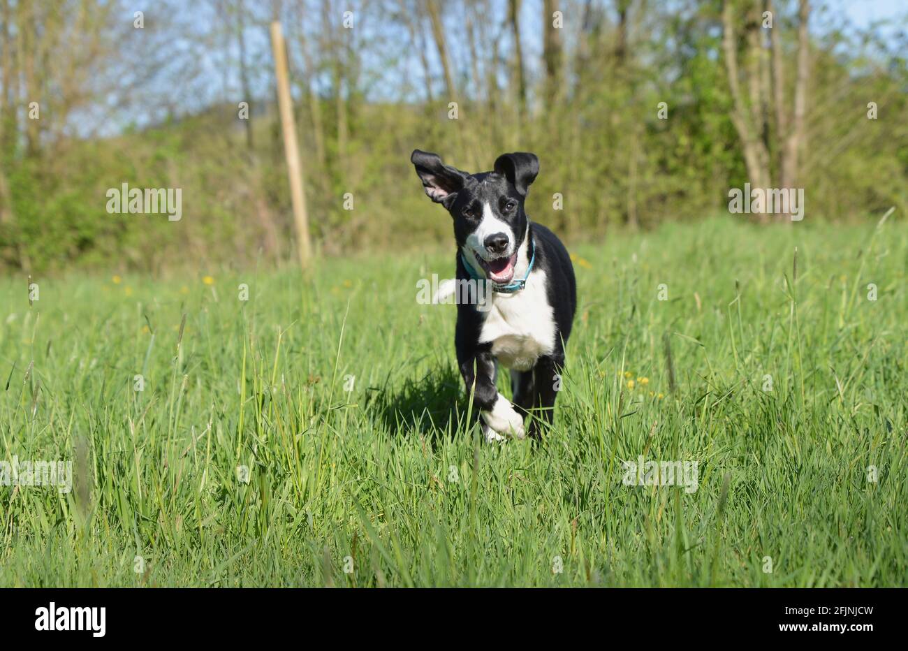 Dog in spring Stock Photo - Alamy