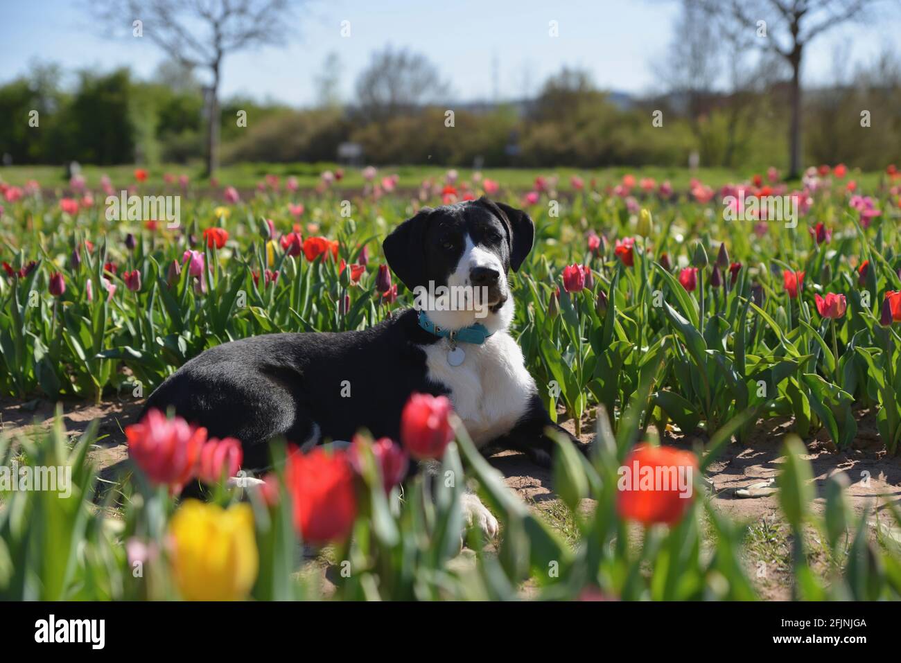 Dog in spring Stock Photo - Alamy