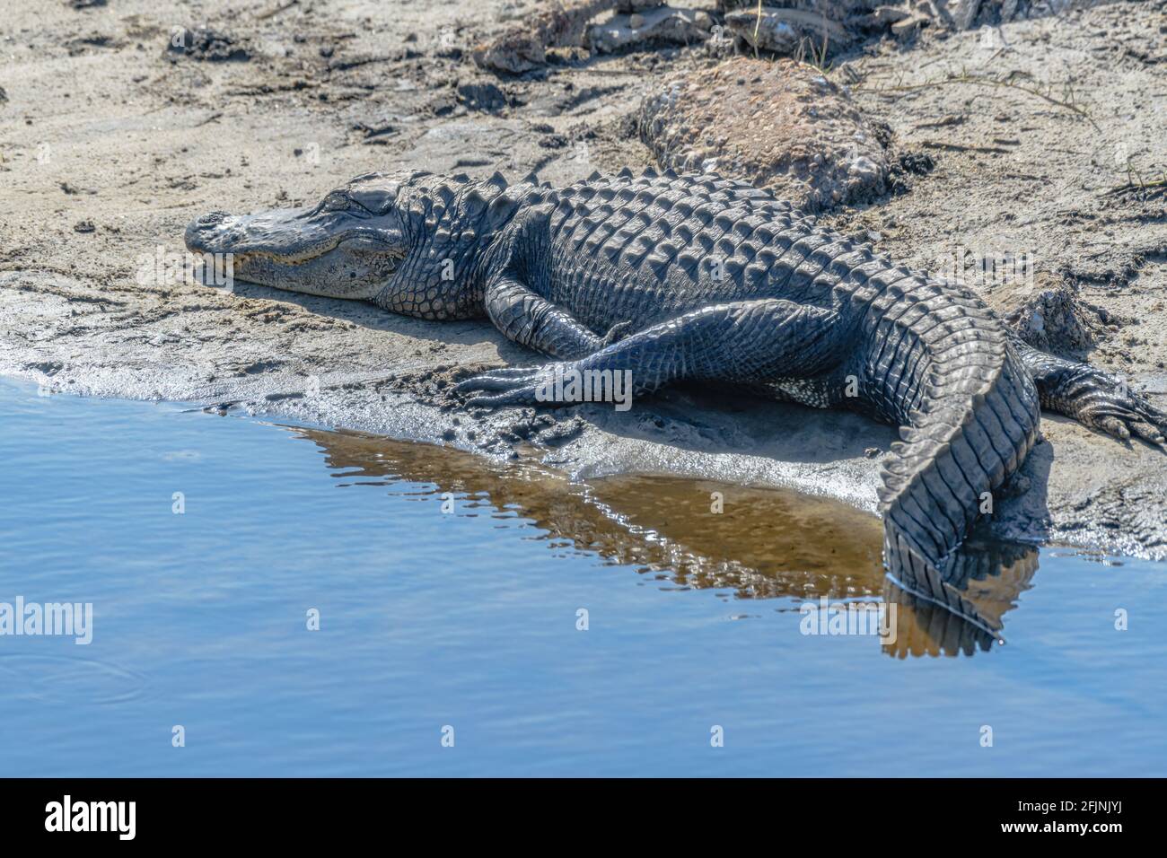 Medium sized alligator on canal bank. St. Marks Wildlife Refuge Stock ...