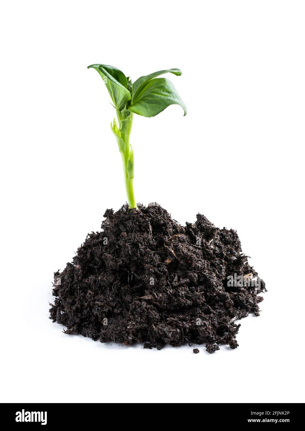 Bean seed on soil hi-res stock photography and images - Alamy