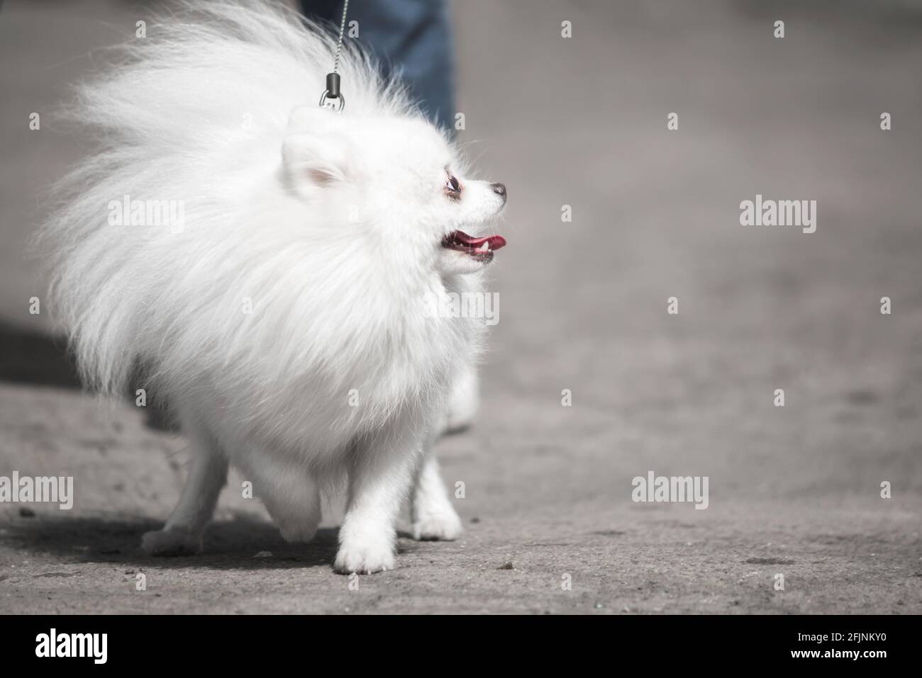 White Spitz breed dog for a walk on the city street close up Stock ...