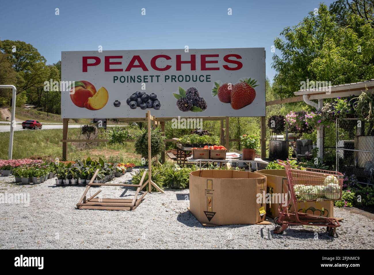 A roadside farm stand sells large, healthy, colorful farm fresh flowers ...
