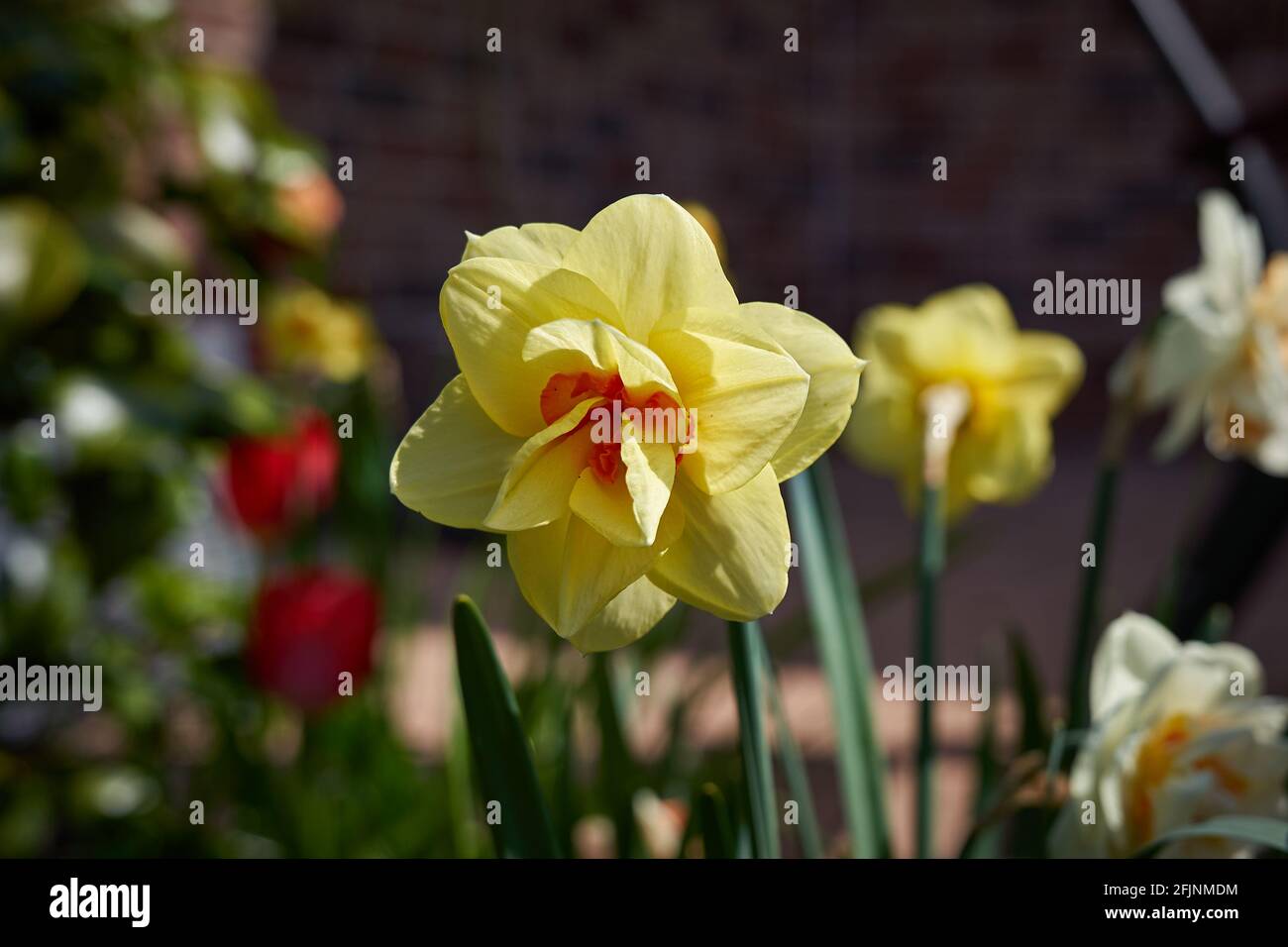 Double yellow daffodil flower orange hi-res stock photography and ...