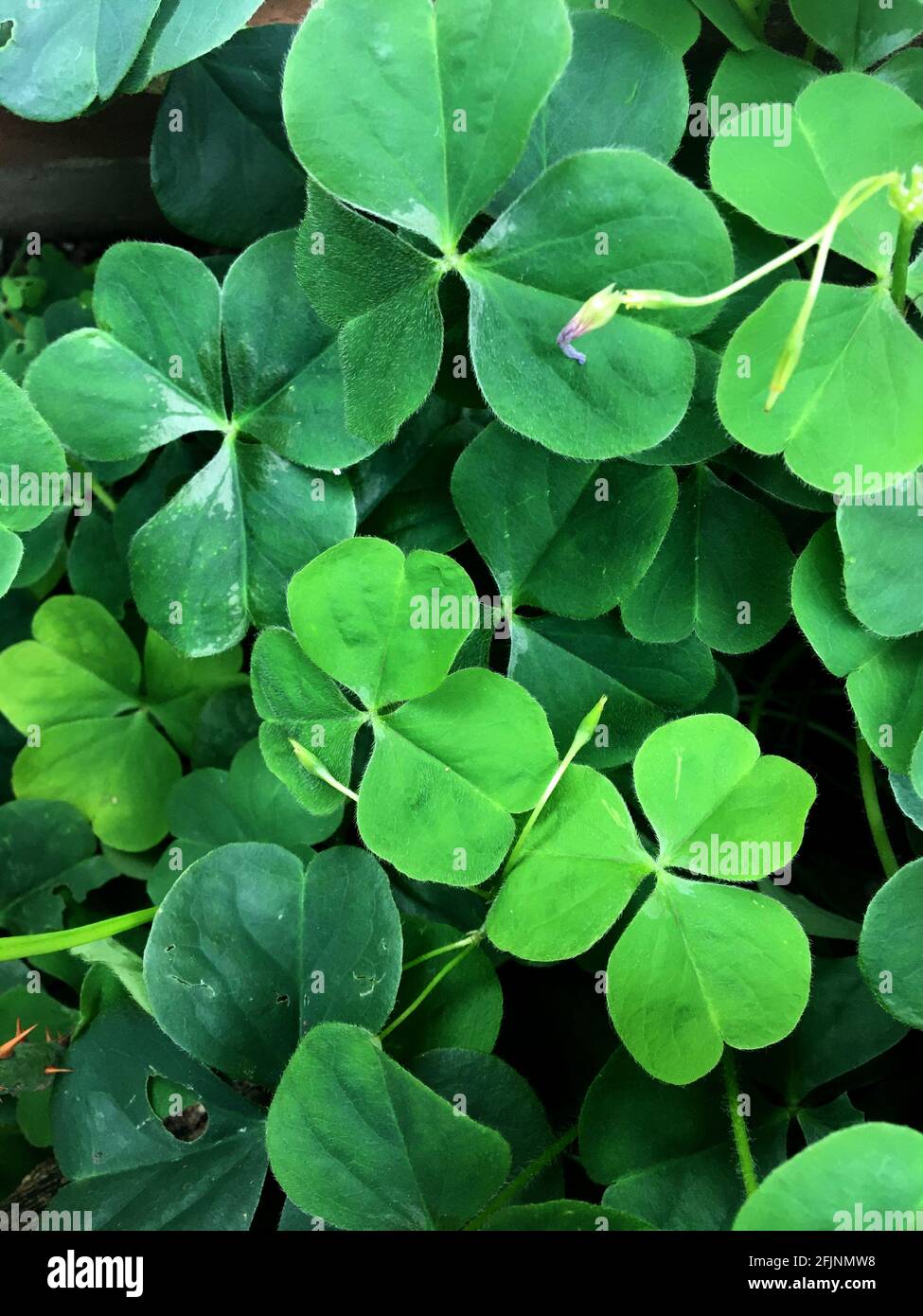 Green clovers hi-res stock photography and images - Alamy