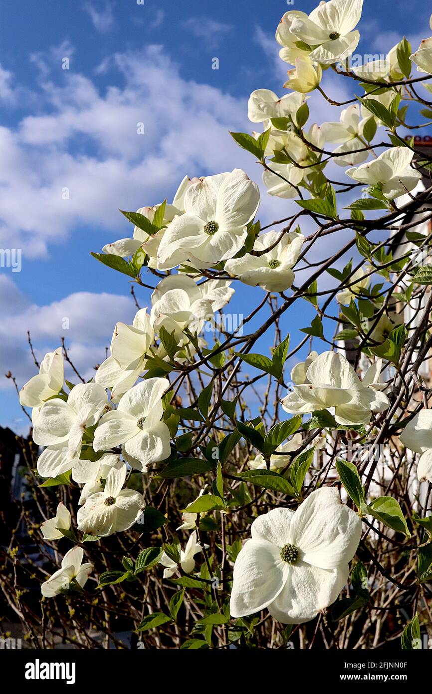 Cornus kousa ‘Venus’ Dogwood Venus – wide spoon-shaped petals with ...