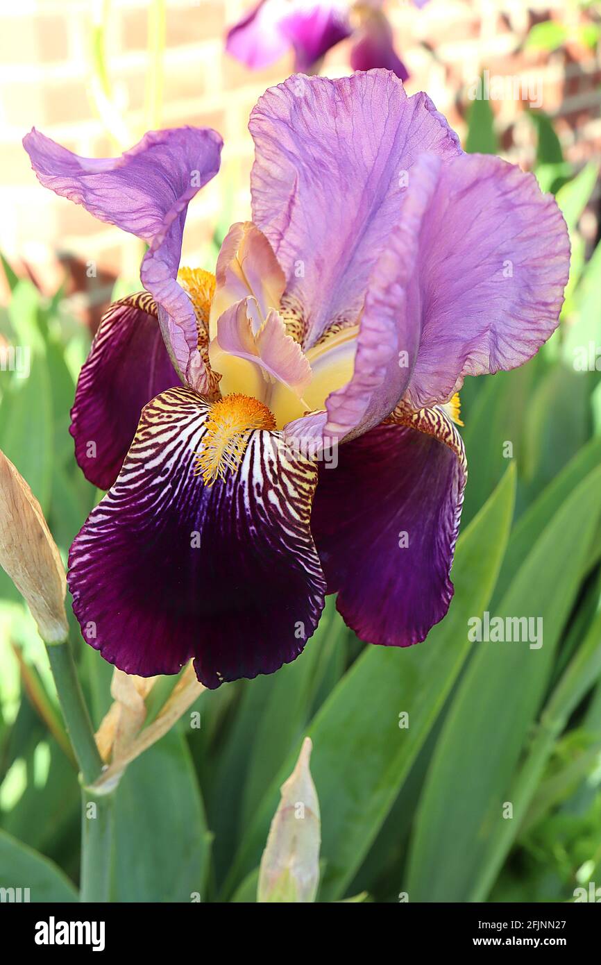 White tipped crests hi-res stock photography and images - Alamy