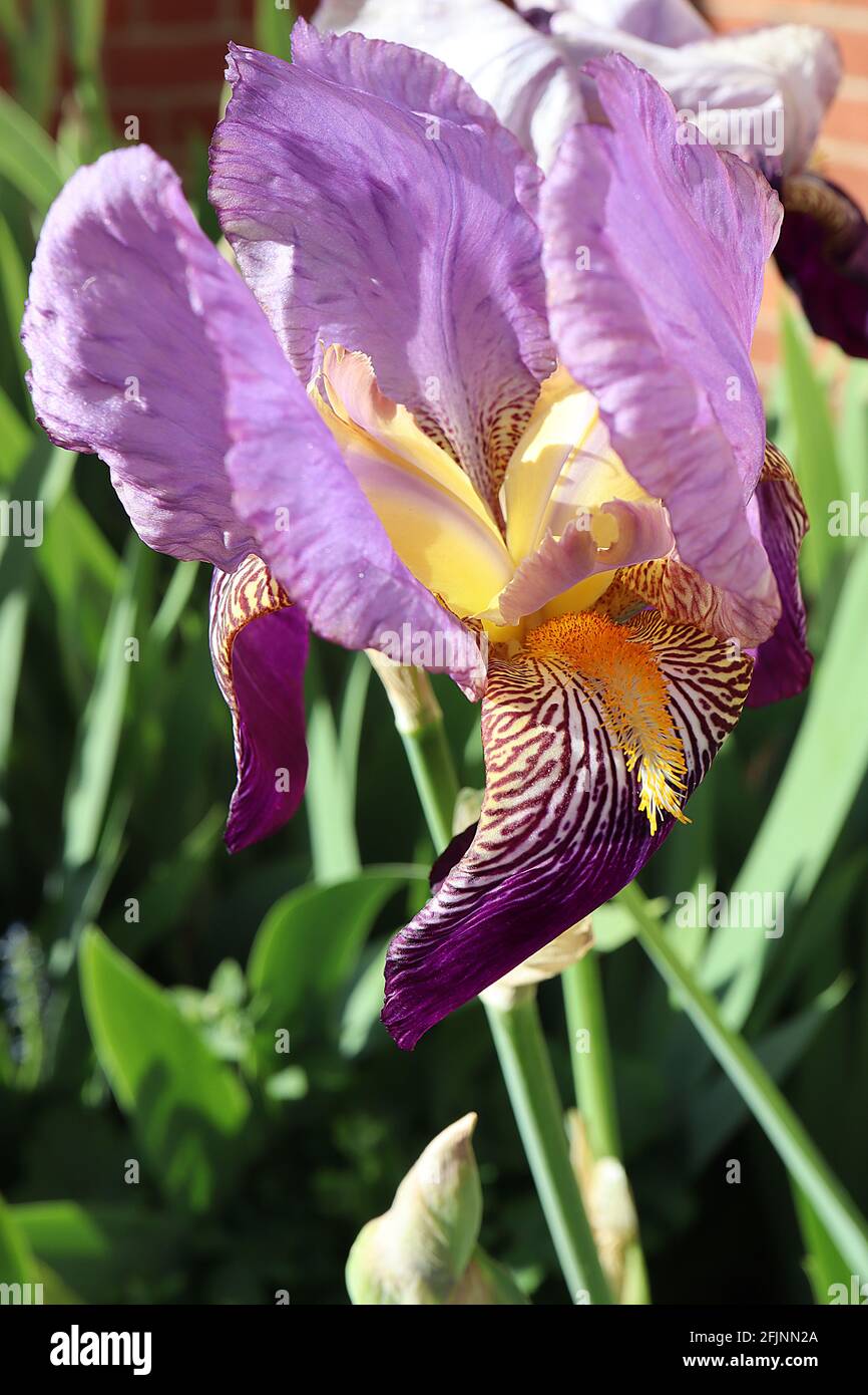 Tall bearded iris alcazar hi-res stock photography and images - Alamy