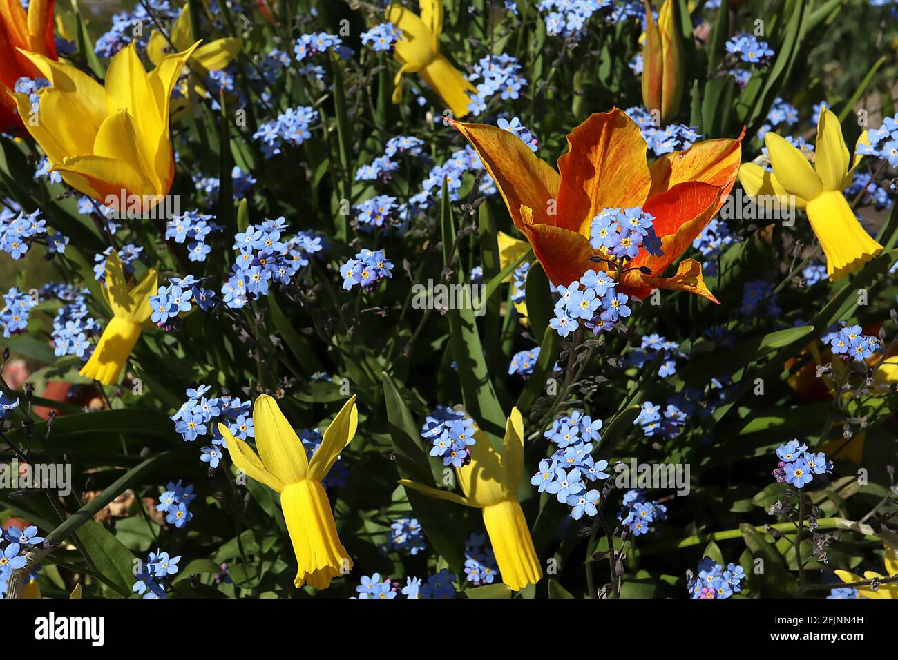 Narcissus cyclamineus rapture hi-res stock photography and images - Alamy