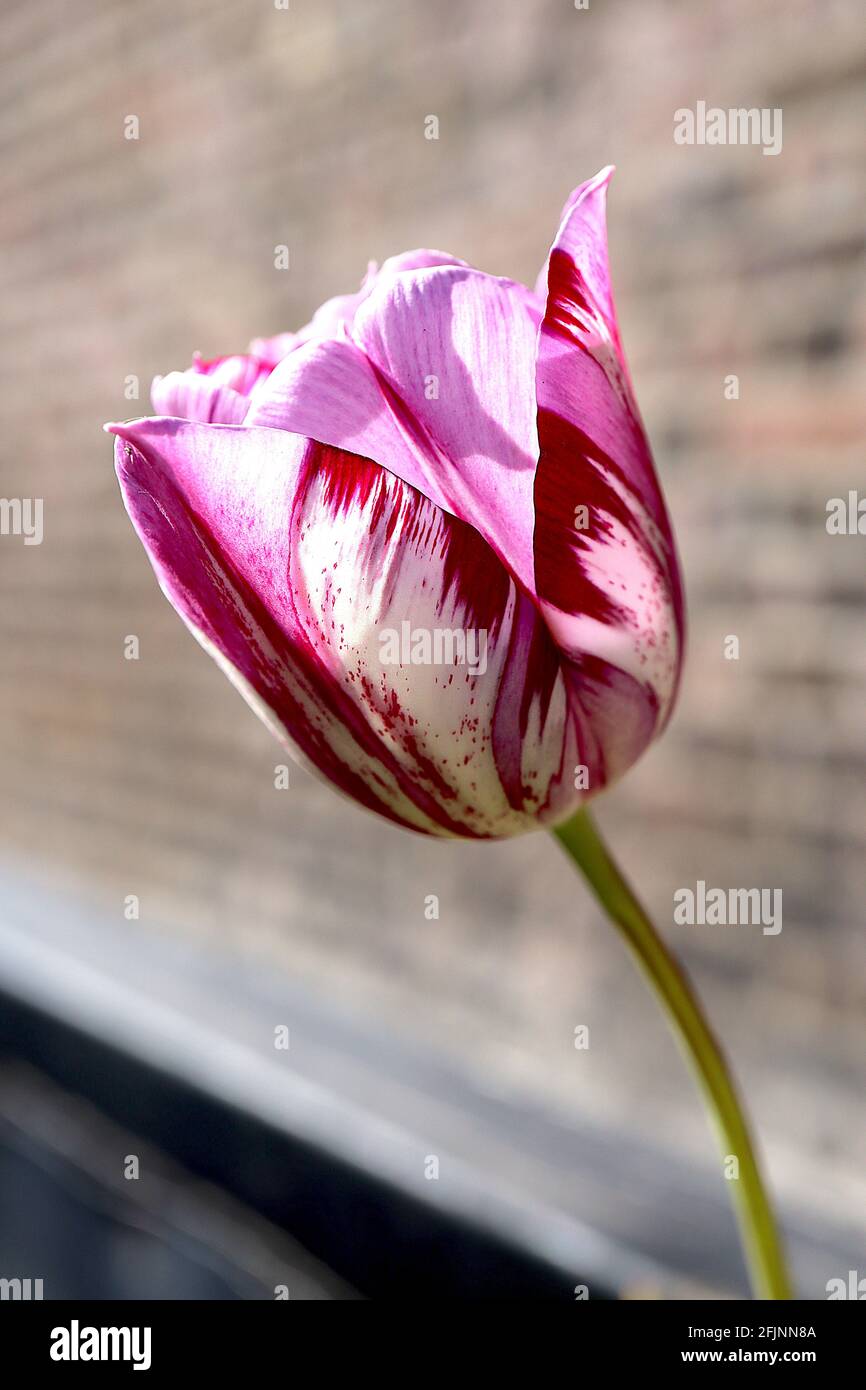 Tulipa ‘Inner Wheel’ Rembrandt 9 Inner Wheel tulip - white flowers ...