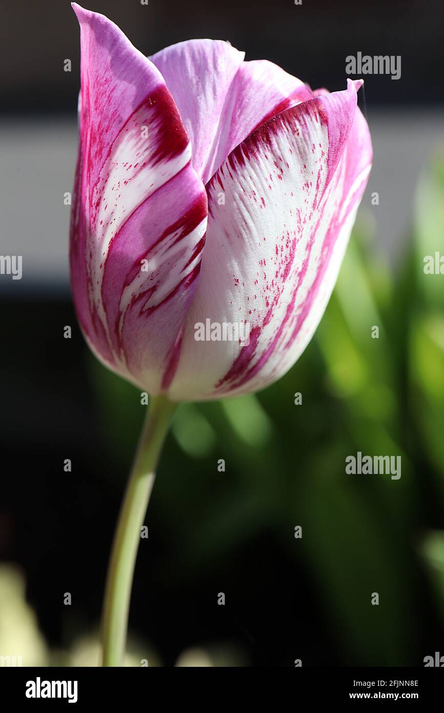 Tulipa ‘Inner Wheel’ Rembrandt 9 Inner Wheel tulip - white flowers ...