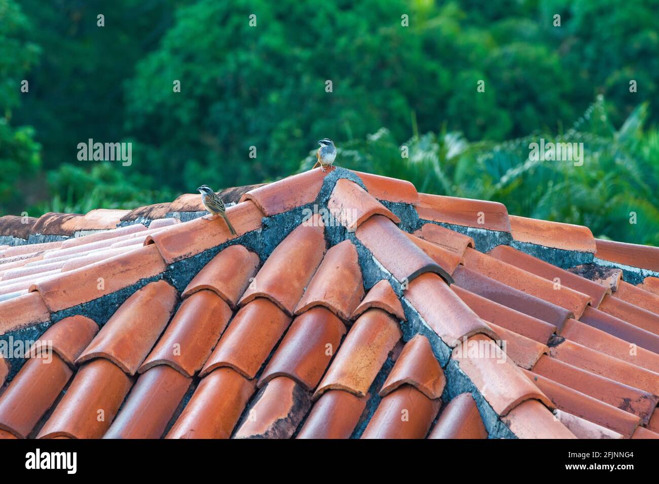 Rufous-naped Wren bird on house roof over tropical background Stock ...