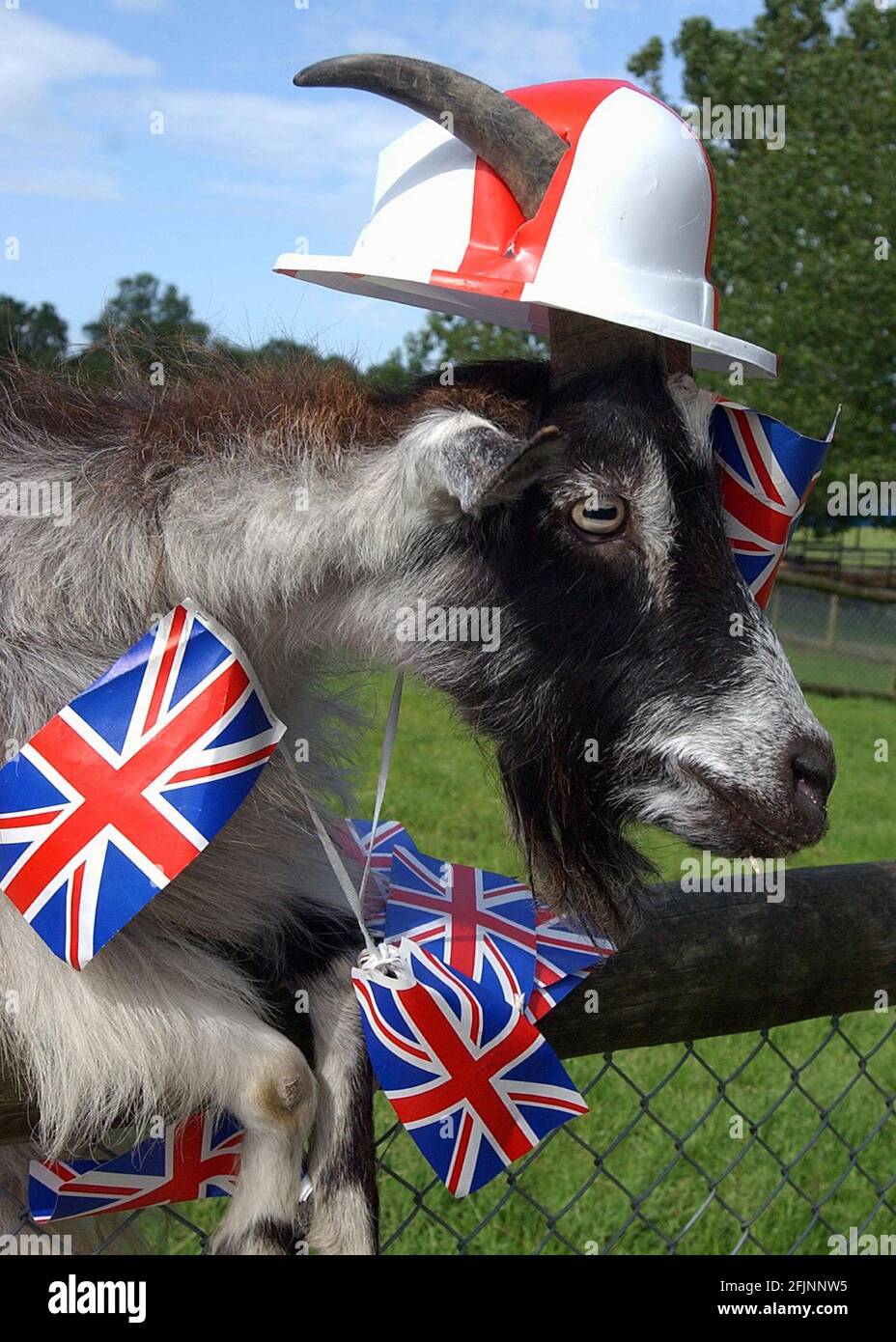 GOAT NICKY BUTT NAMED AFTER THE ENGLAND INTERNATIONAL SHOWS HIS SUPPORT ...