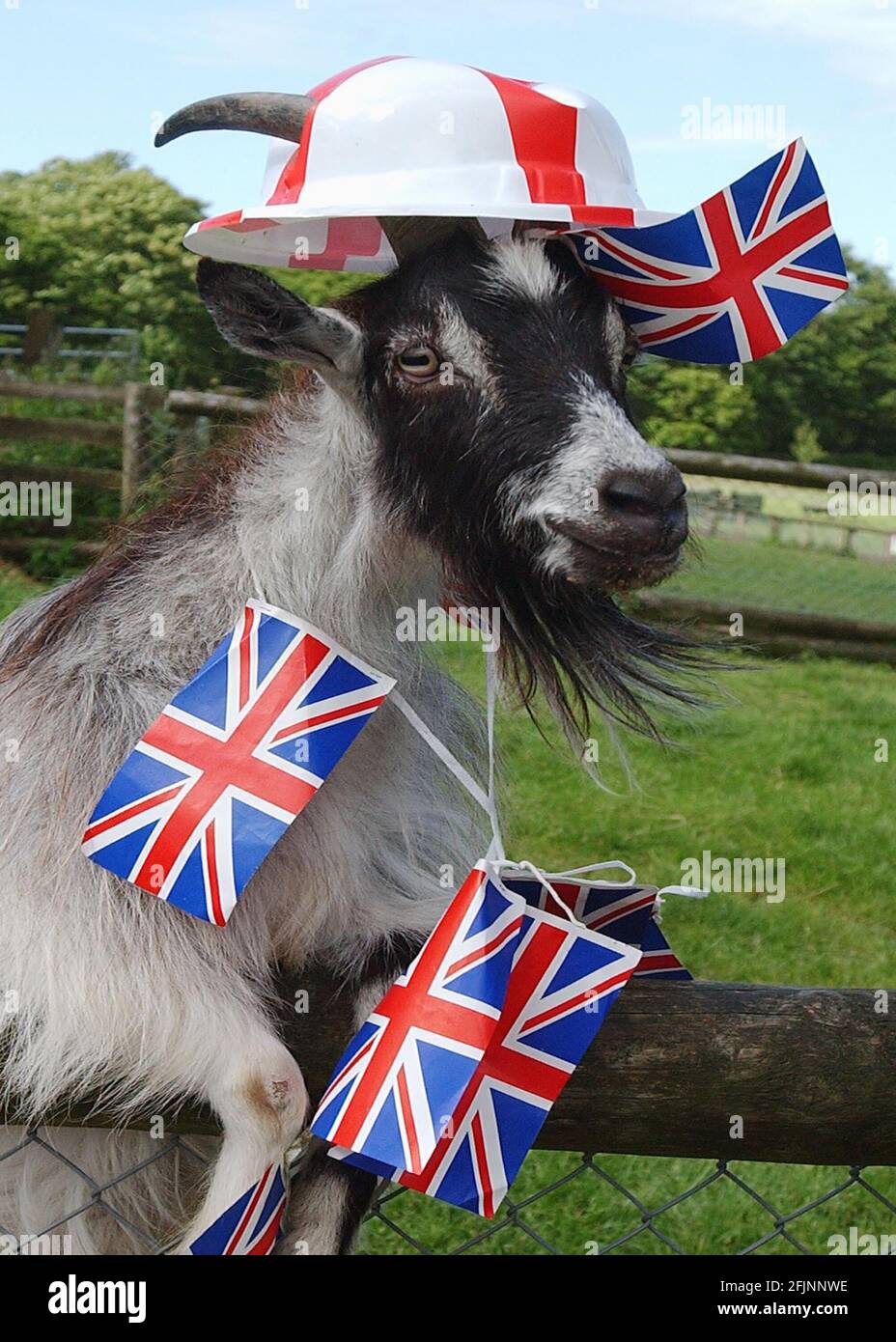 GOAT NICKY BUTT NAMED AFTER THE ENGLAND INTERNATIONAL SHOWS HIS SUPPORT ...