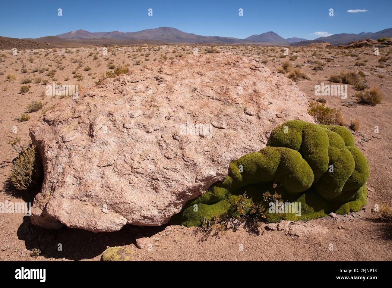 Yareta or llareta azorella compacta on the altiplano hi-res stock ...