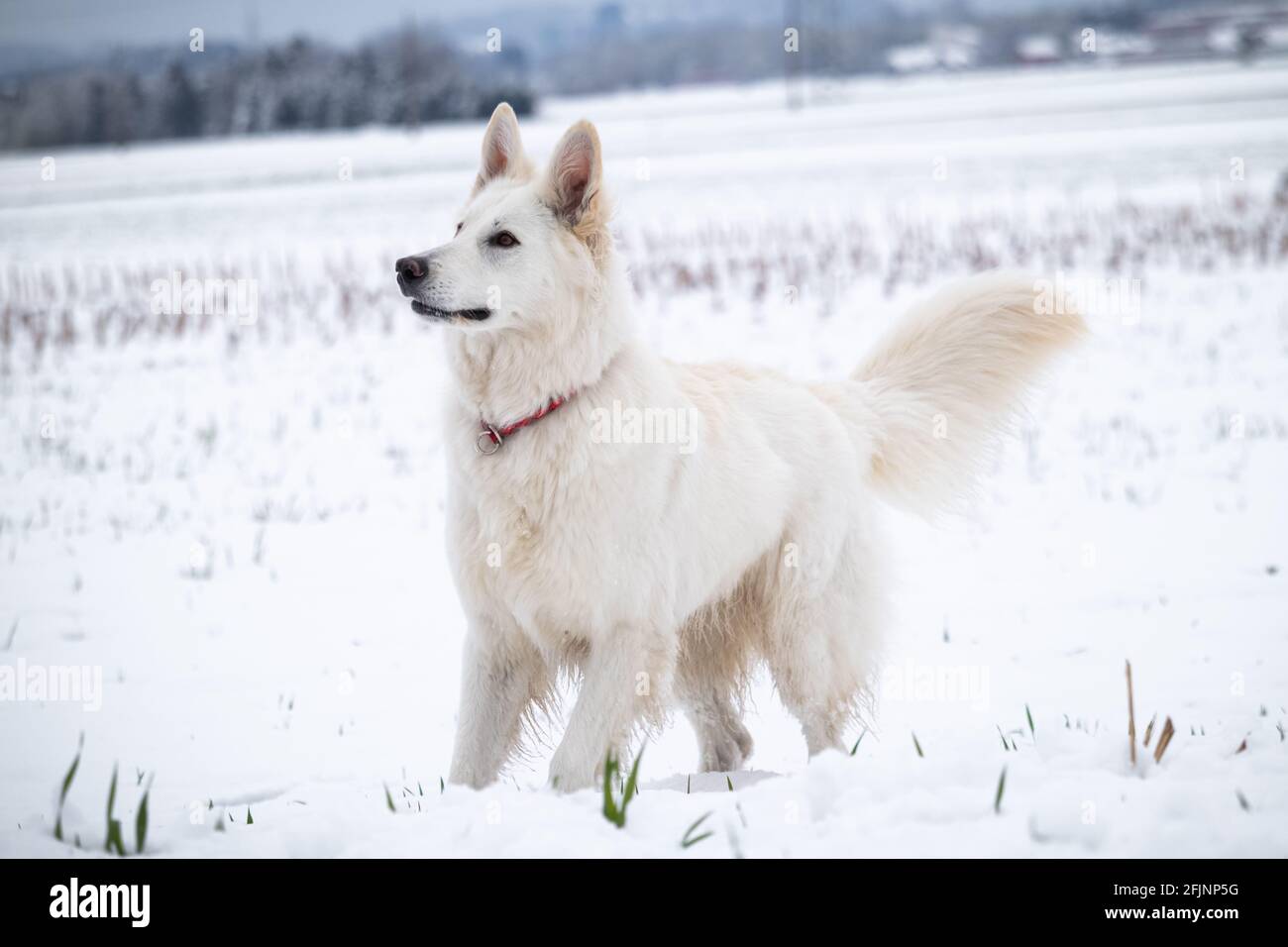 Suisse berger blanc hi-res stock photography and images - Alamy