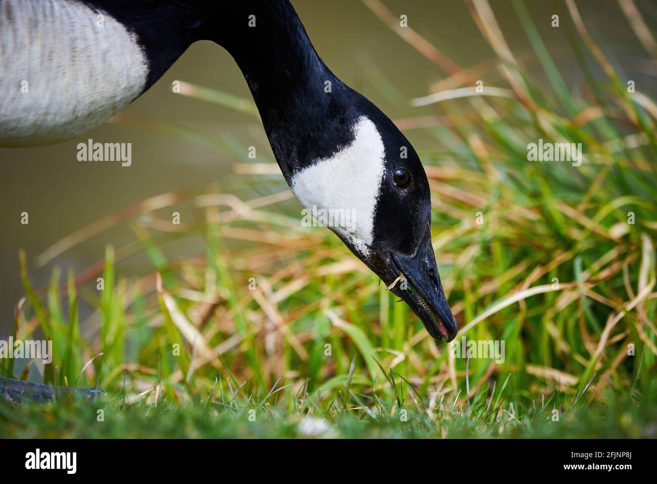 Canada Goose eating grass ( Branta Canadensis Stock Photo - Alamy