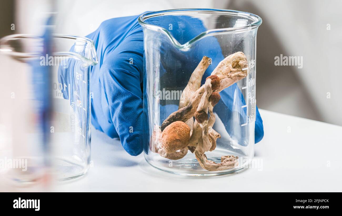 Magic Mushrooms in laboratory. Psilocybin science and research. Person ...