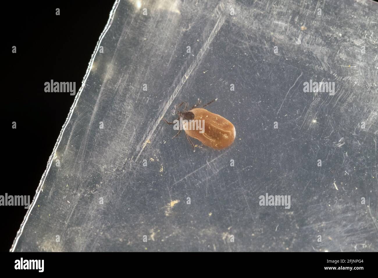 Engorged tick in a plastic bag. Lyme disease caused by borrelia Stock ...