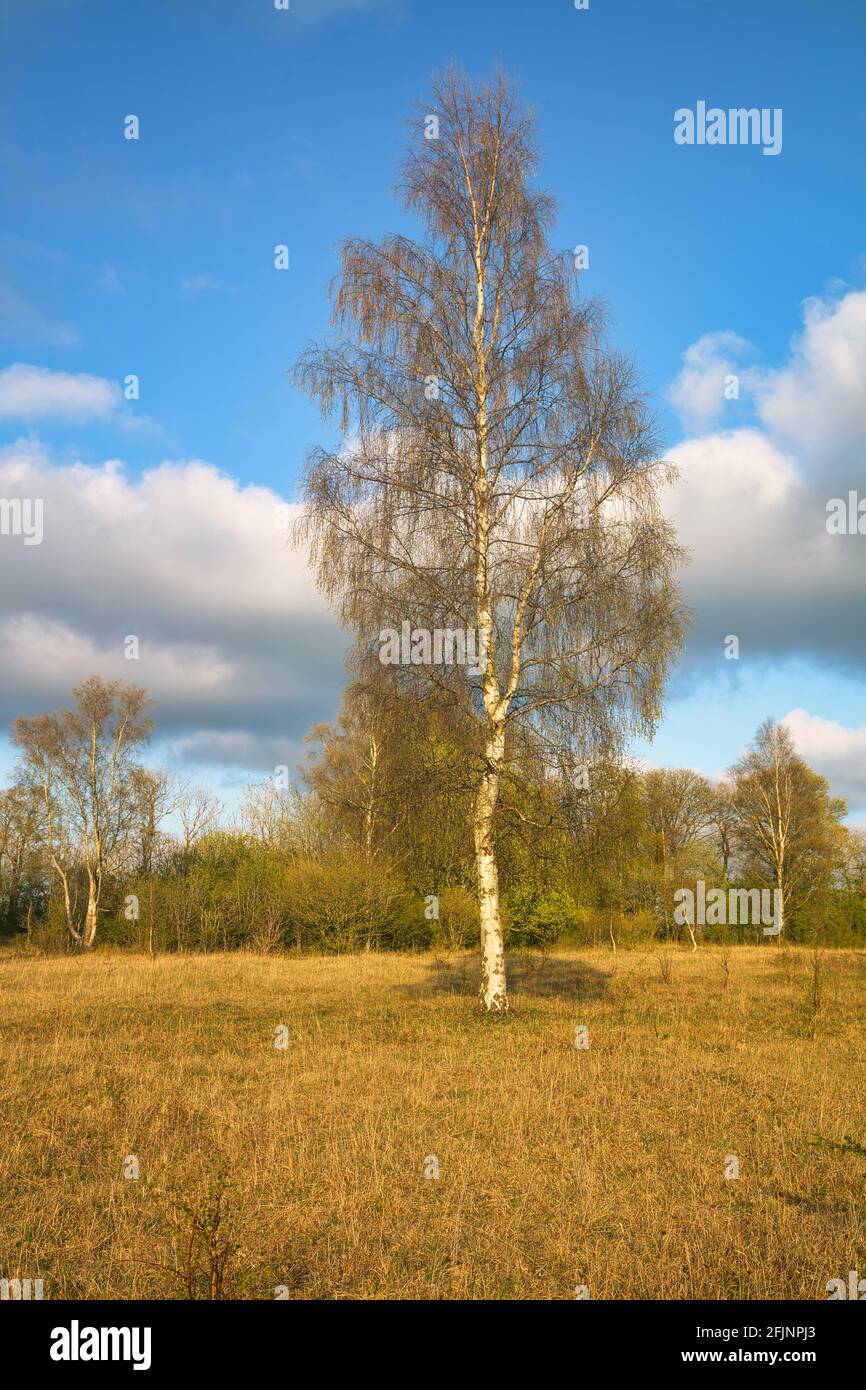 Silver birch trees garden uk hi-res stock photography and images - Alamy